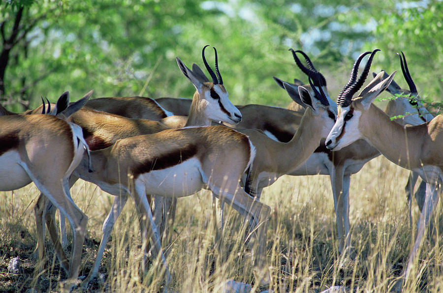 Springbok Photograph by Sinclair Stammers/science Photo Library - Pixels