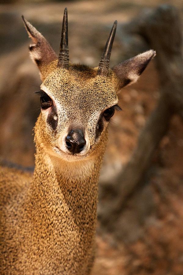 Springbok standing Photograph by Peter Volek - Fine Art America