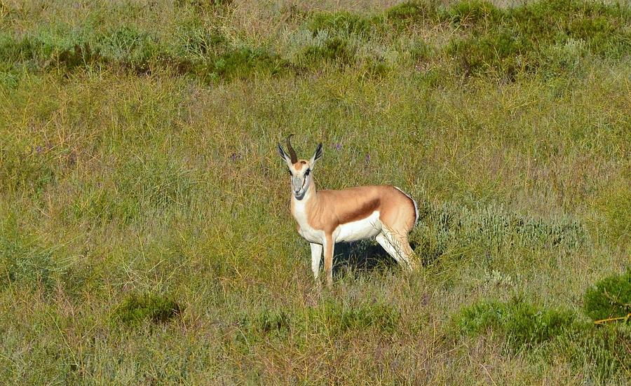 Springbok Photograph by Werner Lehmann | Fine Art America