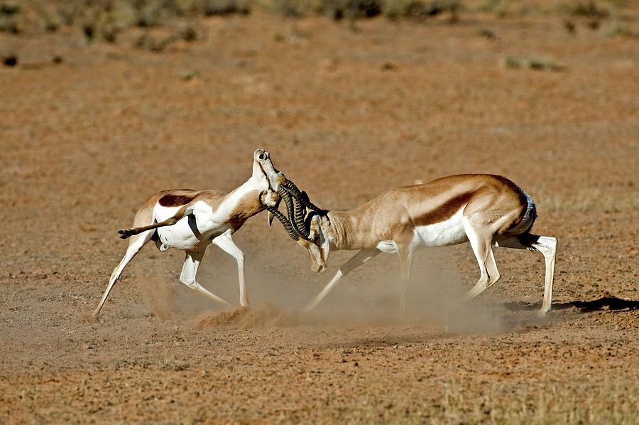 Springboks Fighting Photograph by Tony Camacho/science Photo Library ...
