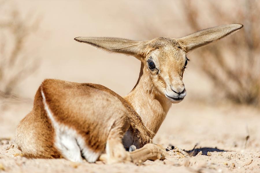 Springbuck Calf Photograph by Peter Chadwick - Fine Art America