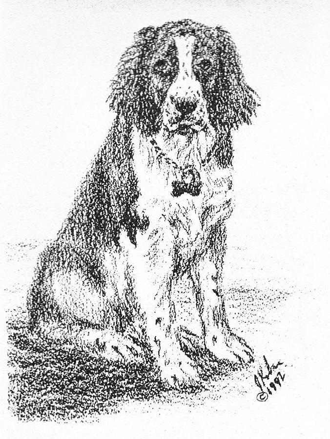 Springer Spaniel Drawing by Joann Renner - Pixels
