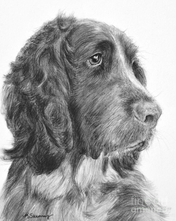 Springer Spaniel Profile Drawing by Kate Sumners | Fine Art America