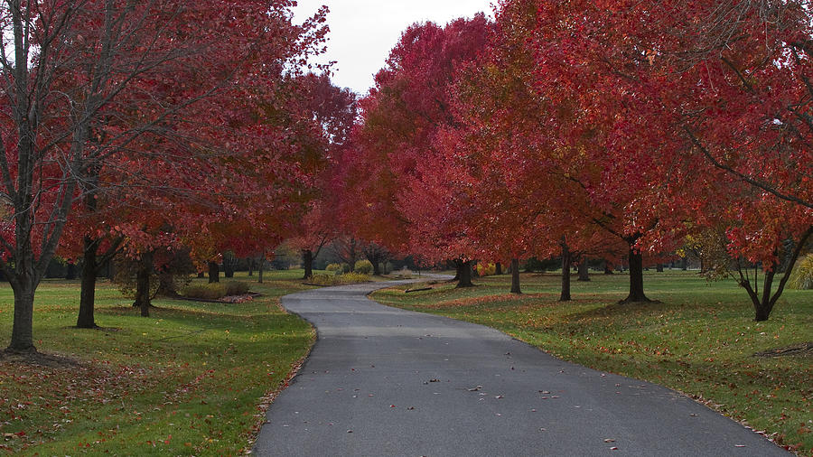 Springfield Road Photograph by Eric Mace - Fine Art America