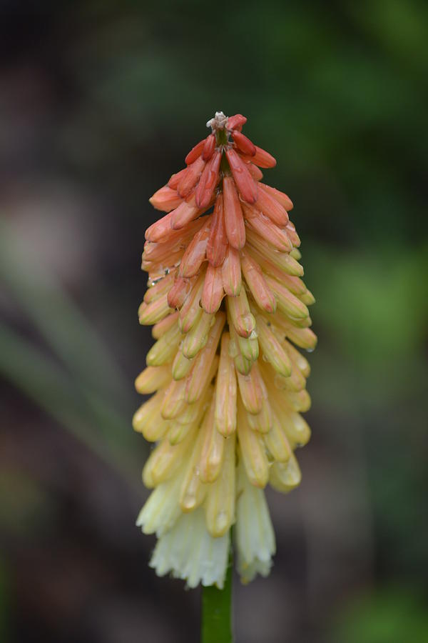 Springing Forth Photograph by Joe Bledsoe - Fine Art America