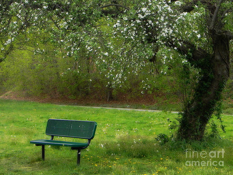 Springtime Bench Photograph by Gladys Steele - Fine Art America
