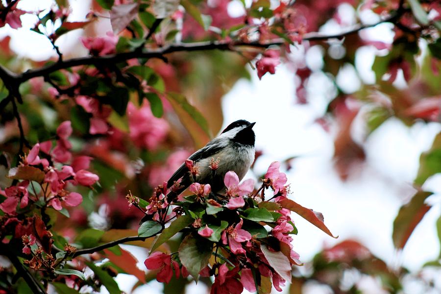 Springtime Chickadee Photograph by Michael Allen | Fine Art America