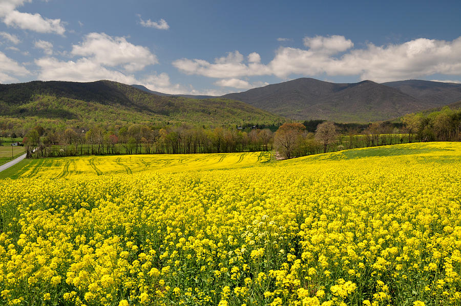 Springtime Fields 2 Photograph by Sherri Quick - Fine Art America