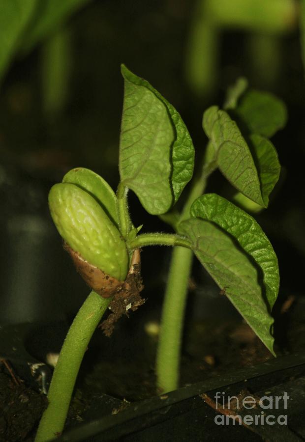 Sprouting First Leaves Photograph by Terri Thompson - Fine Art America