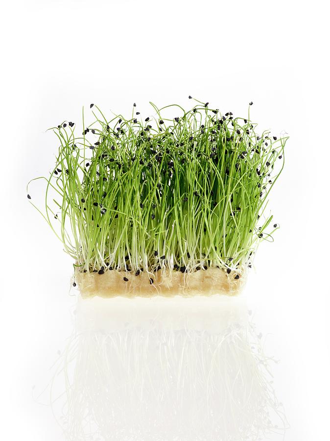 Sprouting Micro Leek Photograph by Science Photo Library - Fine Art America