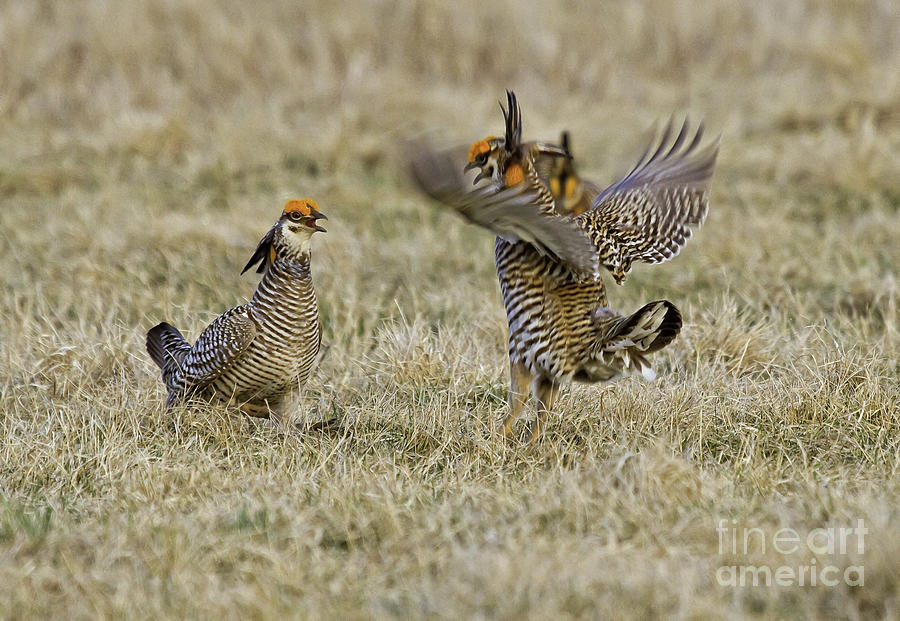 Squabble Photograph by Jan Killian - Fine Art America
