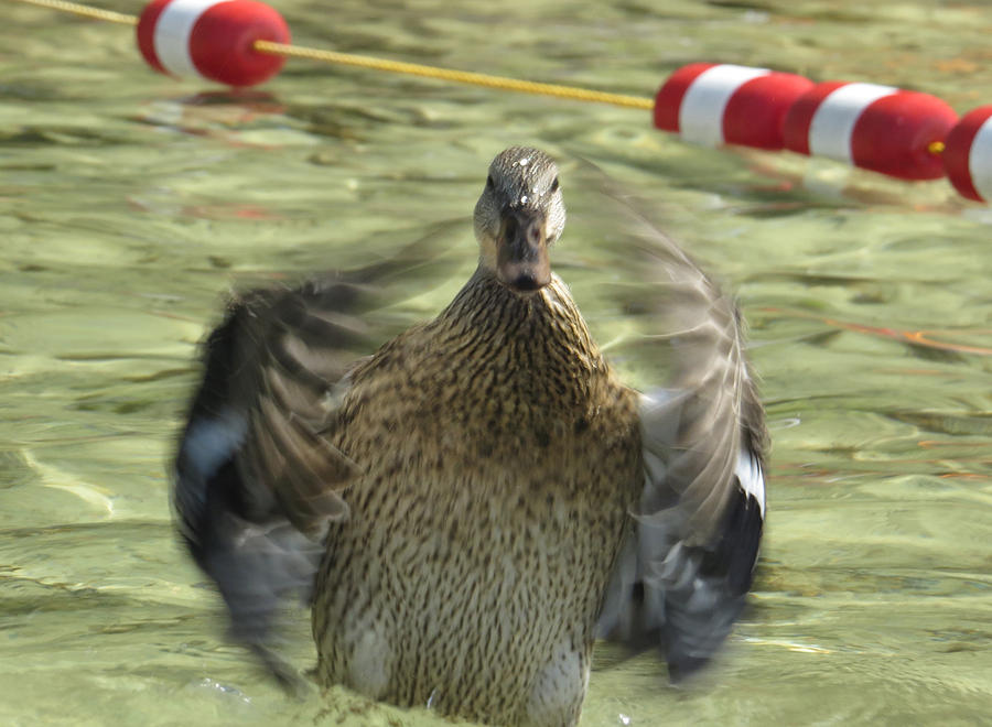 Squacking duck Photograph by Richard Griffis - Fine Art America