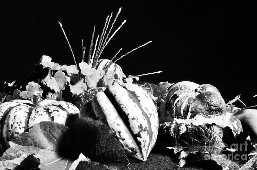 Squash Photograph by Deeatra Allen - Fine Art America