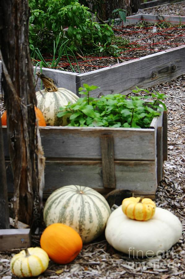 Squashed Photograph by Lora Wood - Fine Art America