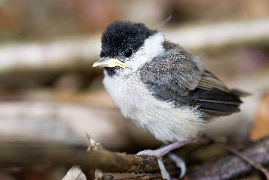 Squeaker Photograph by Thomas Aichinger - Fine Art America