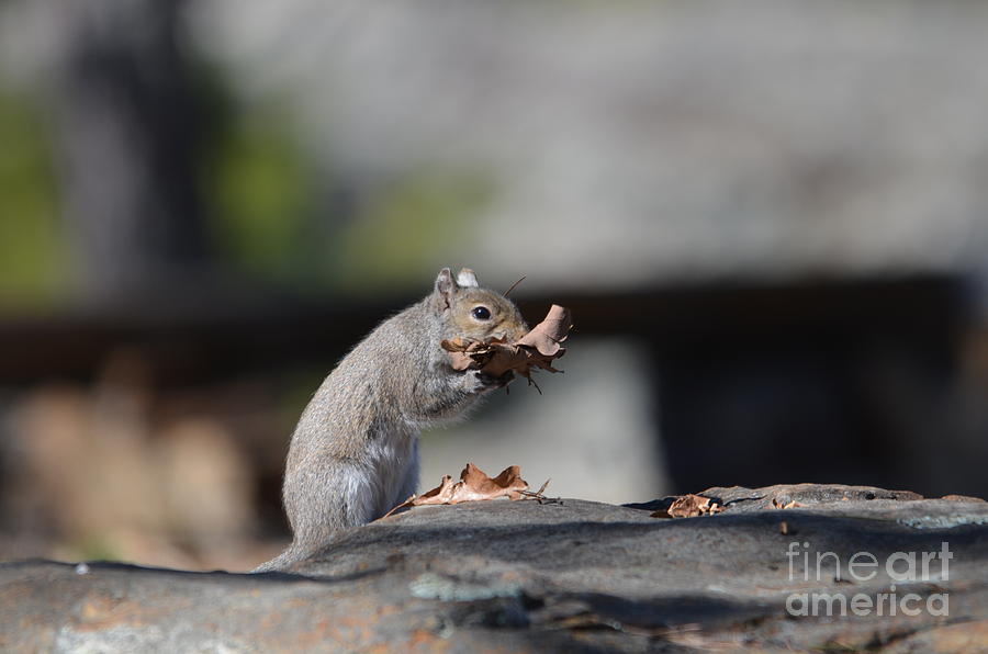 Squirrel Cache Photograph by Deanna Cagle - Fine Art America