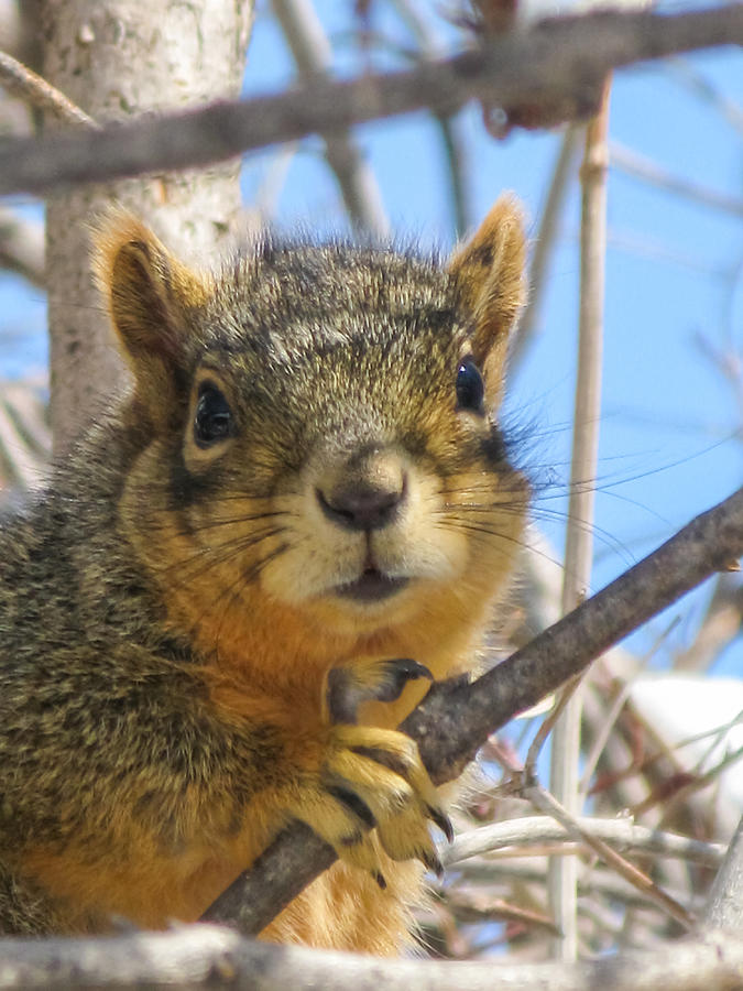 Squirrel Face Photograph by Mark Kimm - Fine Art America