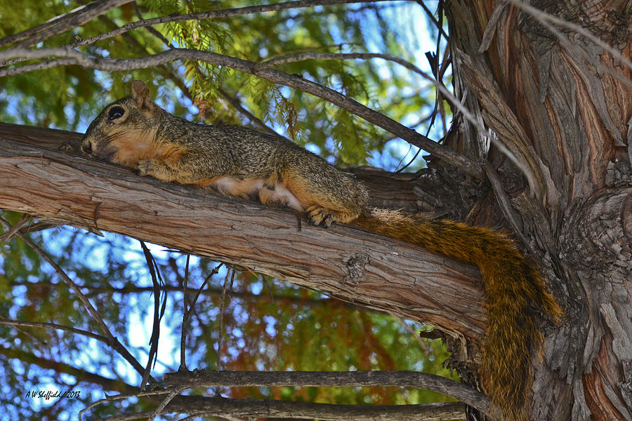 Squirrel Plays Possum Photograph by Allen Sheffield - Pixels