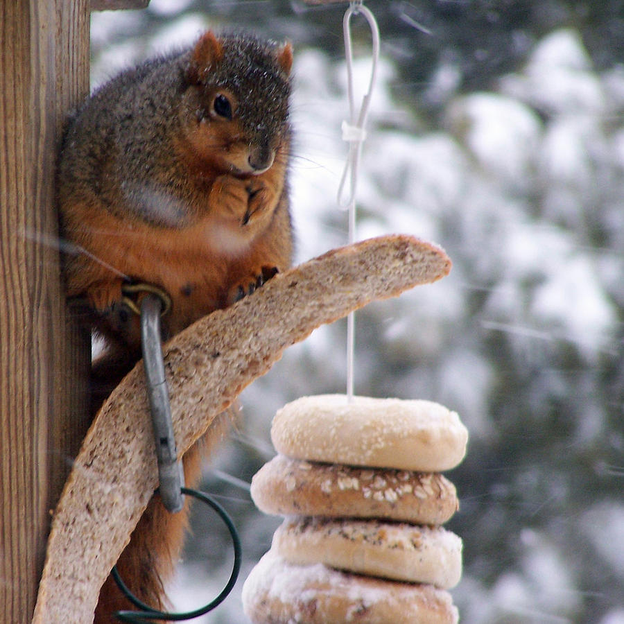 Squirrel Snack Photograph by Jim Finch - Fine Art America