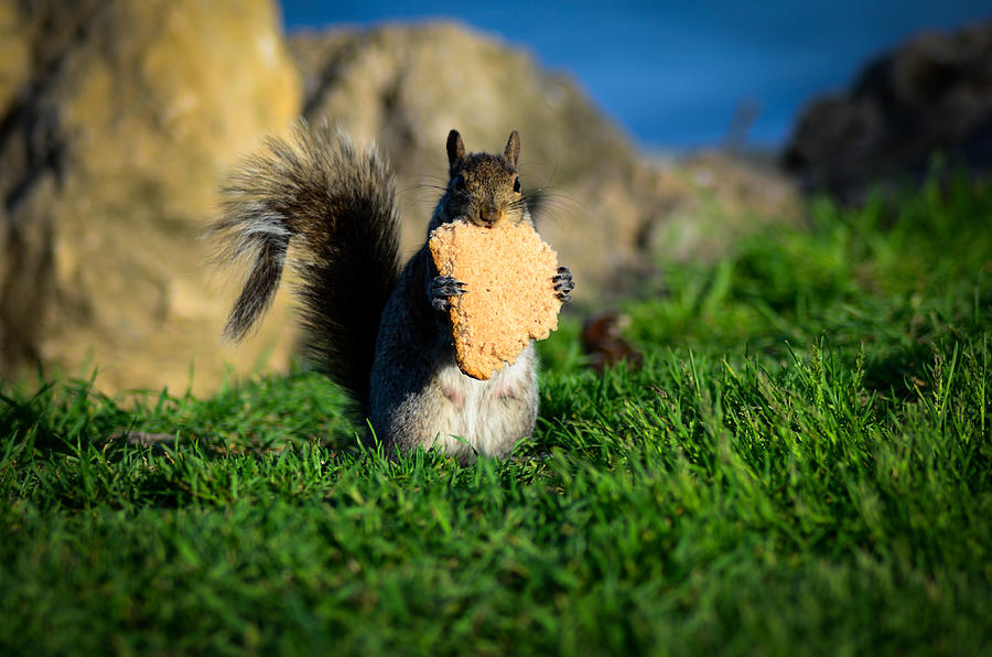 Squirrel Snacking Photograph by Linda Acker - Fine Art America