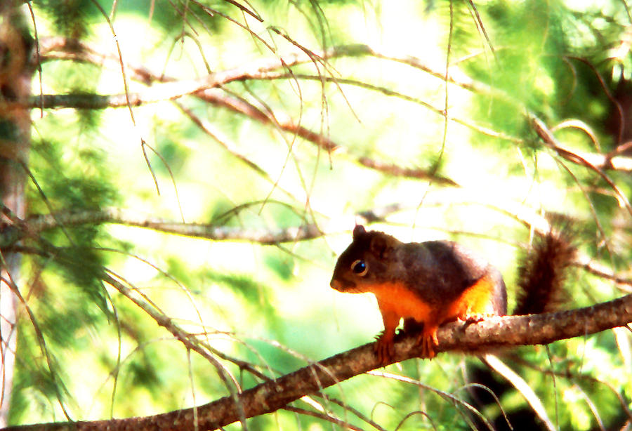 Squirrel up a tree Photograph by Robert Rodvik | Fine Art America