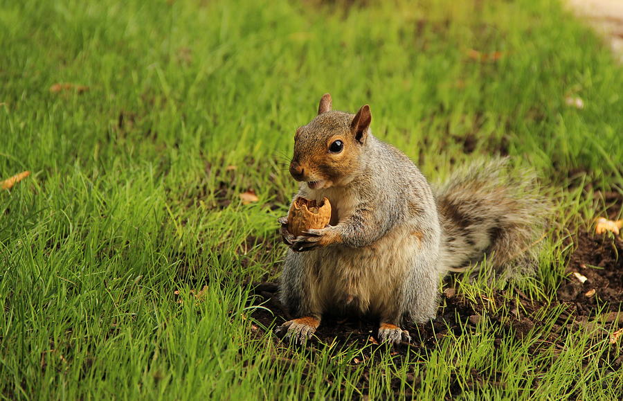 Squirrel with Nut Photograph by Ellen Ryan - Fine Art America