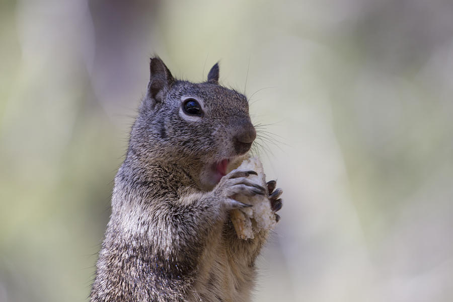 Squirrelly Photograph by Damien Pennington - Fine Art America