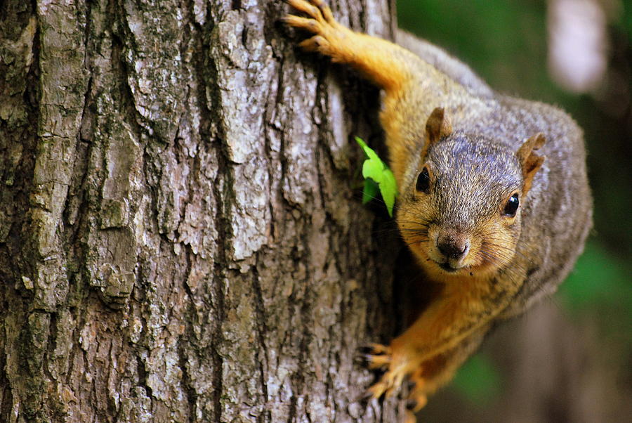 Squirrelly Photograph by Gregory Ballos - Pixels