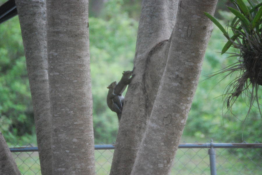 Squirrels mating Photograph by Robert Floyd - Pixels