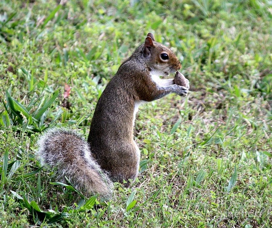 Squirrely Photograph by Cheryl Tolbert - Fine Art America