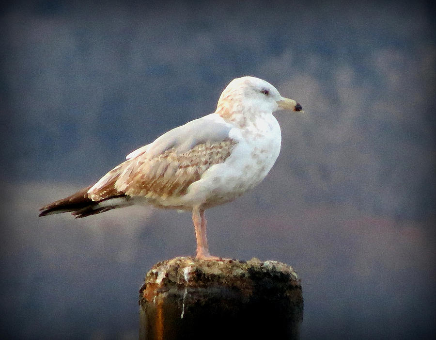 Standing Sentry Photograph by Marcus Moller - Fine Art America