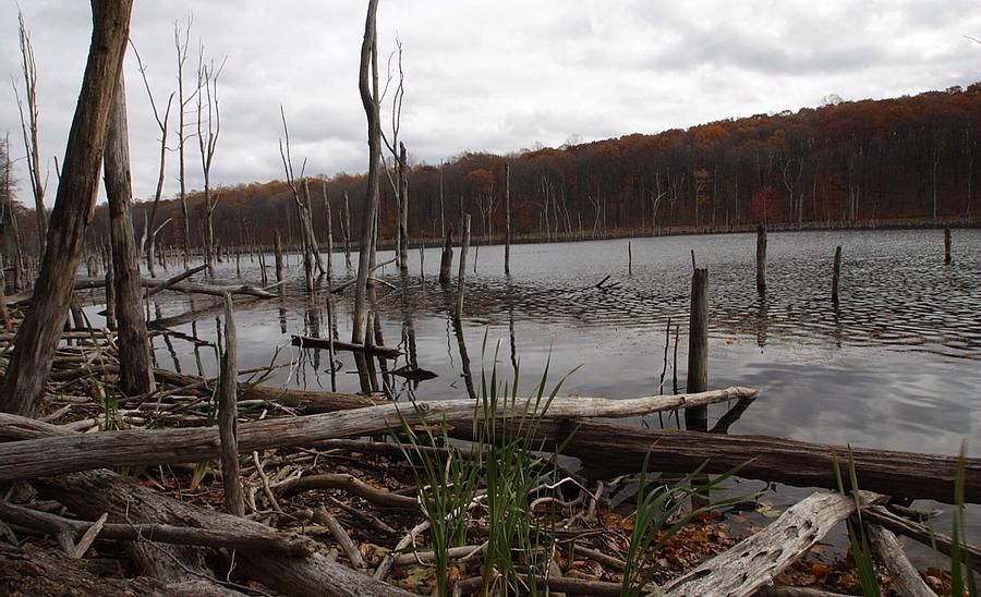 Standing Timber Photograph by Peter Feo - Fine Art America