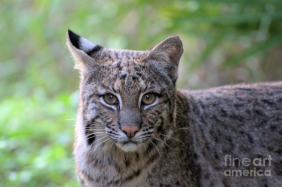 Stare Down Photograph by Donna Wilkins - Fine Art America