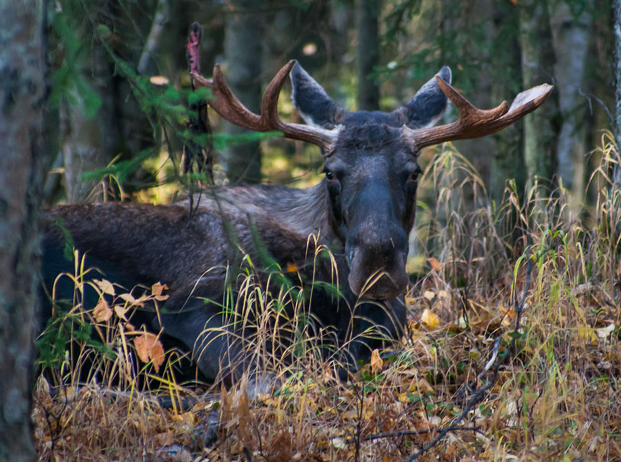 Stare Down Photograph by Stephen Smith - Fine Art America