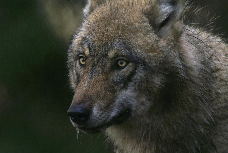 Staring wolf Photograph by Ulrich Kunst And Bettina Scheidulin - Fine ...