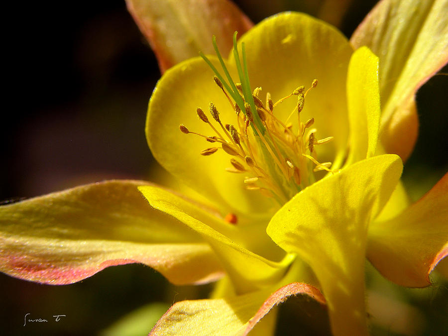 Stately Photograph by Susan Robertson - Fine Art America