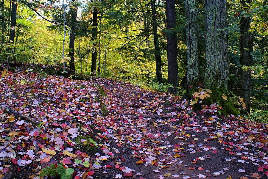 Step Into a Fall Hiking Path Photograph by Robert Collins - Fine Art ...