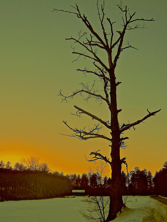 Still Standing 2 Photograph By Elizabeth Tillar Fine Art America