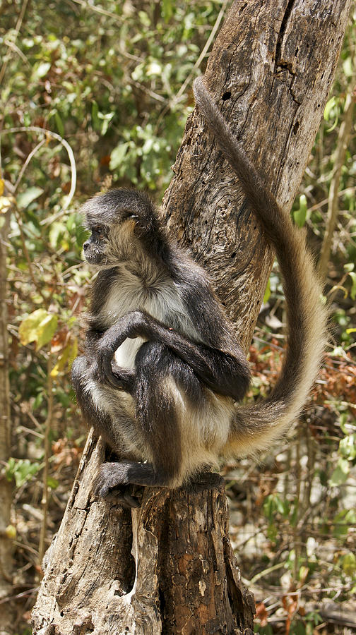 Stoic Spider Monkey Photograph by Brian Kamprath - Fine Art America
