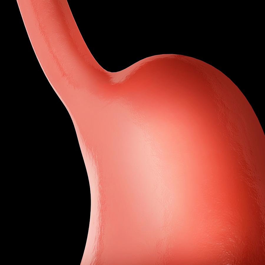 Stomach by Science Photo Library