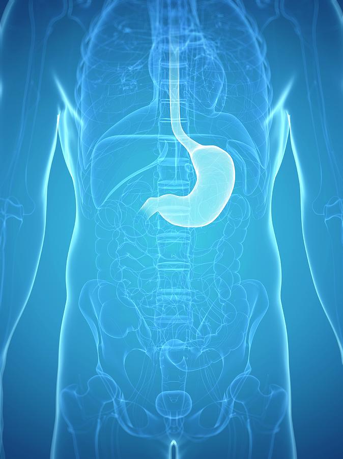 Stomach Photograph by Sciepro/science Photo Library - Fine Art America