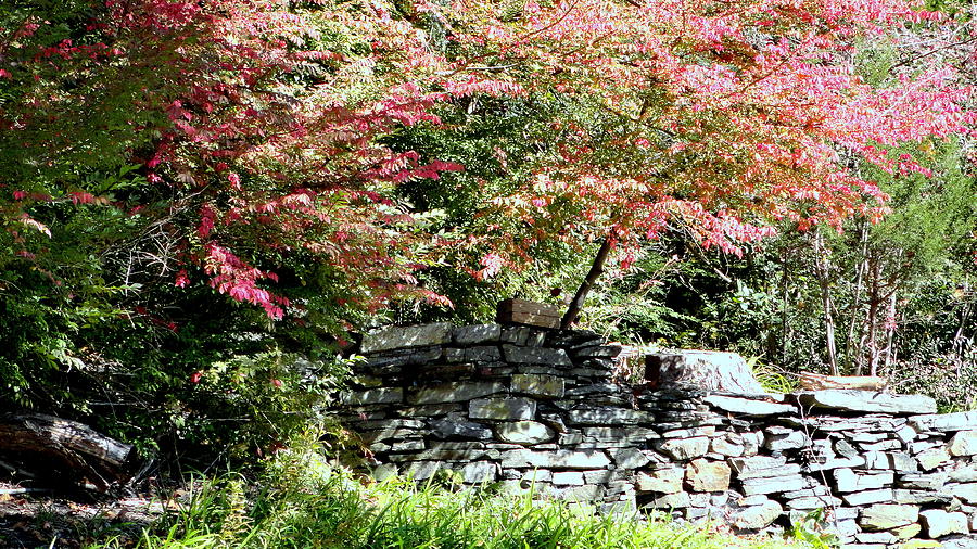 Stone Wall - Fall Photograph by Constance Jackson - Fine Art America