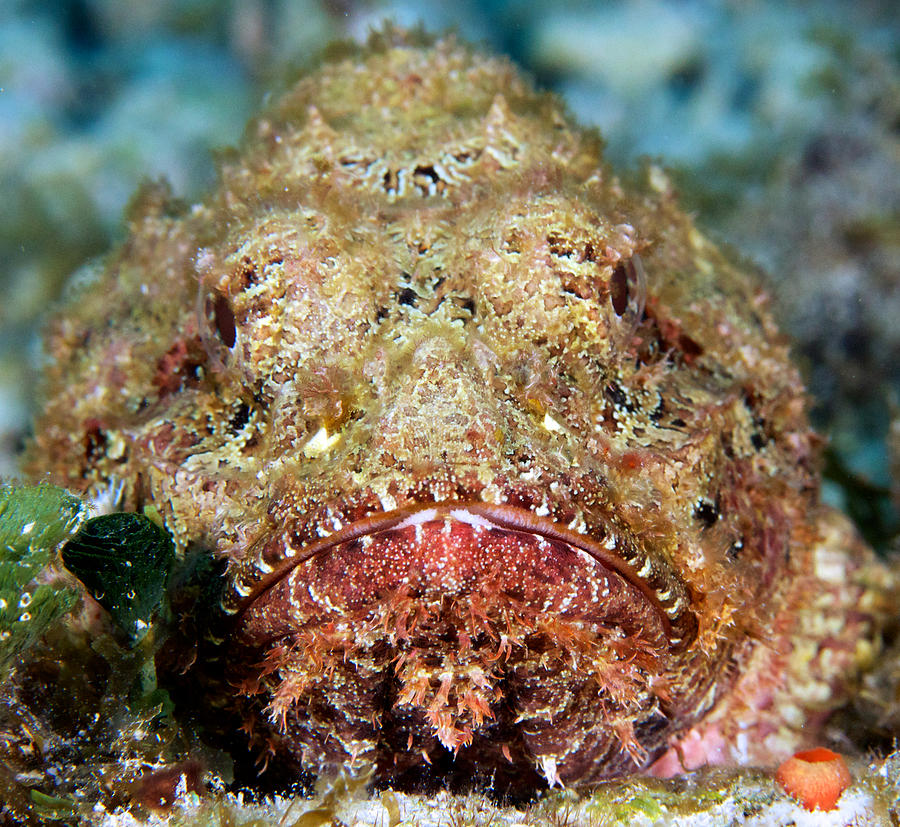 Stonefish Photograph by Mark Sidwell - Pixels