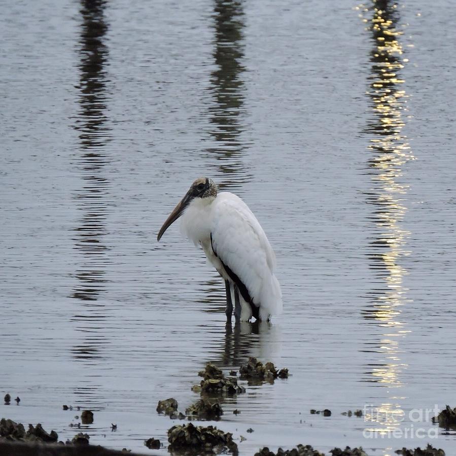 Stork with Reflected Light Photograph by Beth Williams - Fine Art America