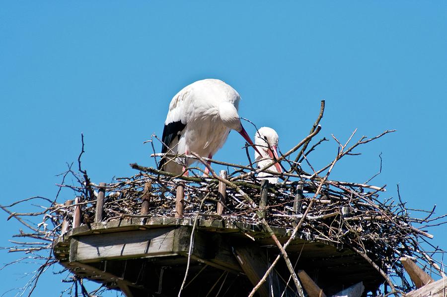 Storks by Science Photo Library