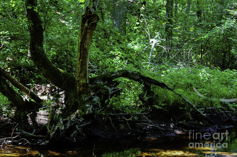 Streamside Photograph by Joe Geraci - Fine Art America
