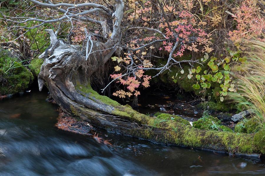 Streamside Photograph by John Richardson - Fine Art America