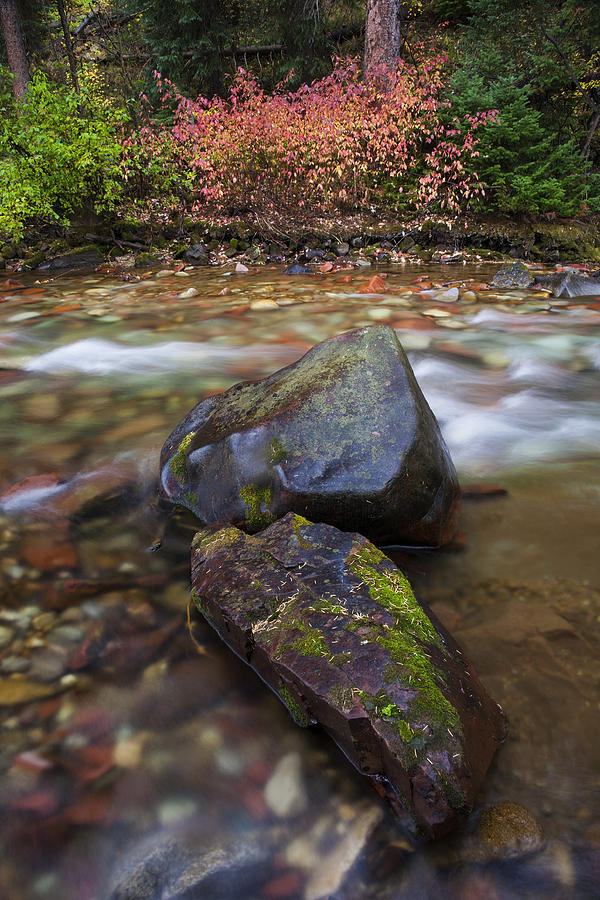 Streamside Photograph by Morris McClung - Fine Art America