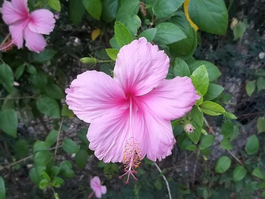 Strength of Beauty Photograph by Aaron Crooks - Fine Art America