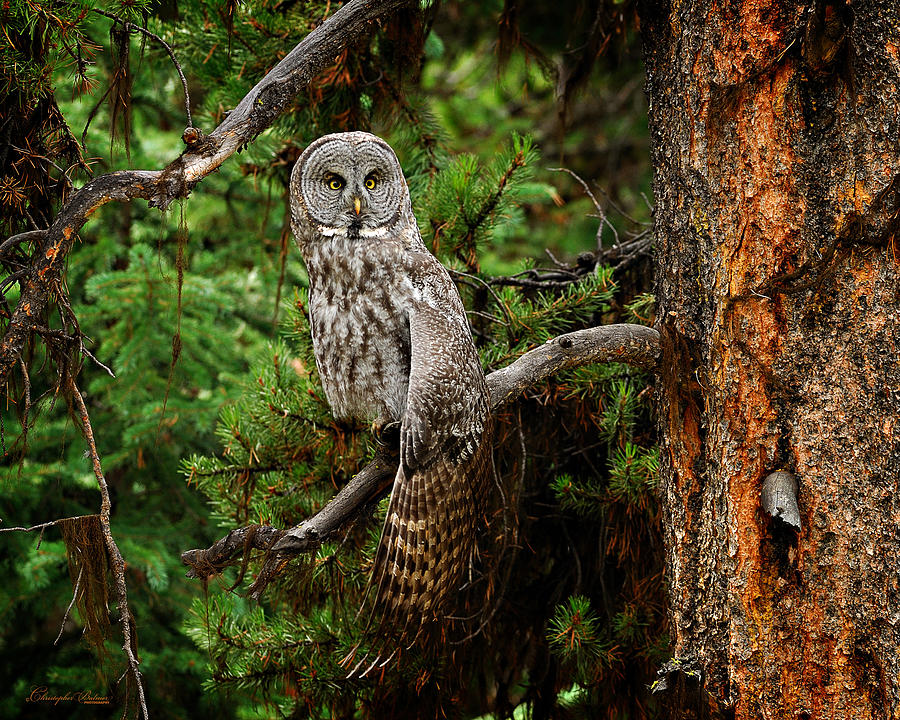 Stretch Photograph by Christopher Balmer - Fine Art America